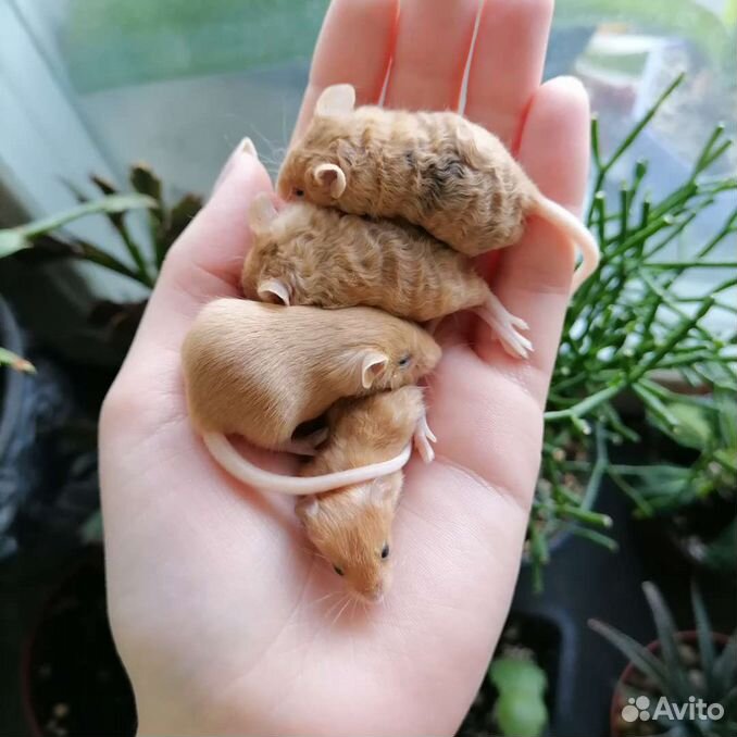 Декоротивные мыши сплешед