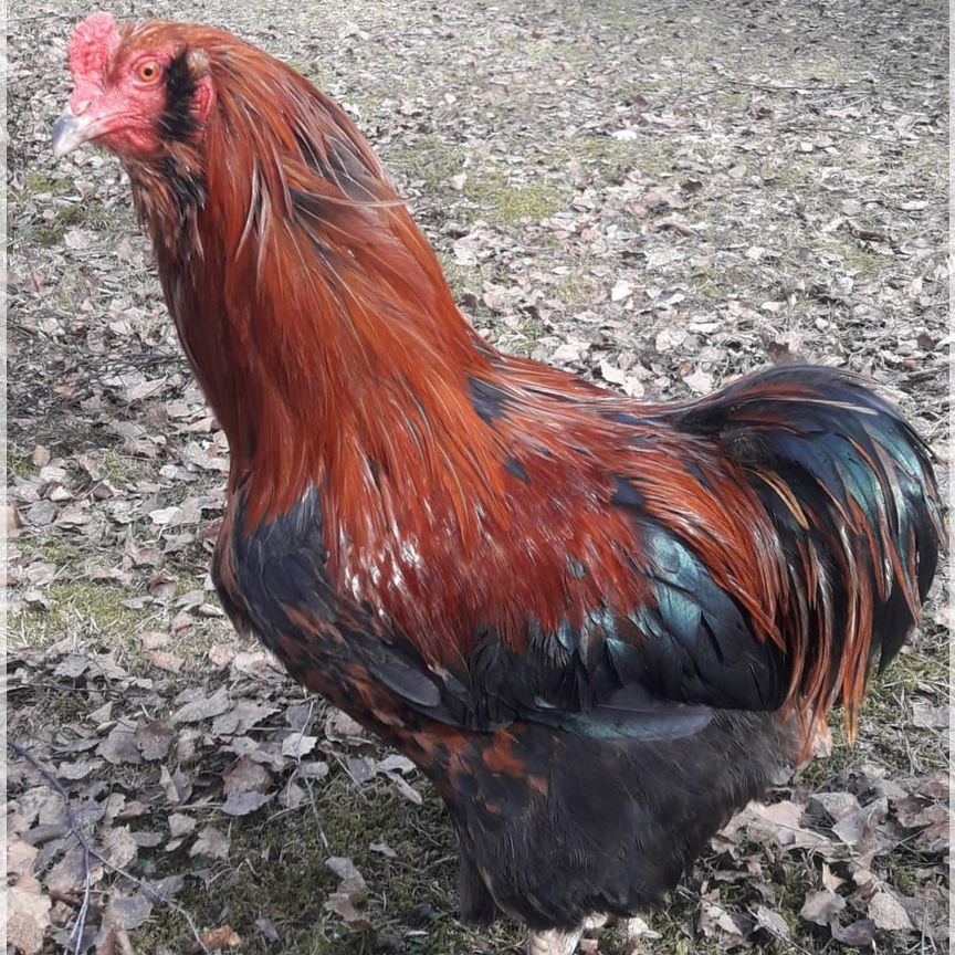 Петухи мараны,Амерауканы микс