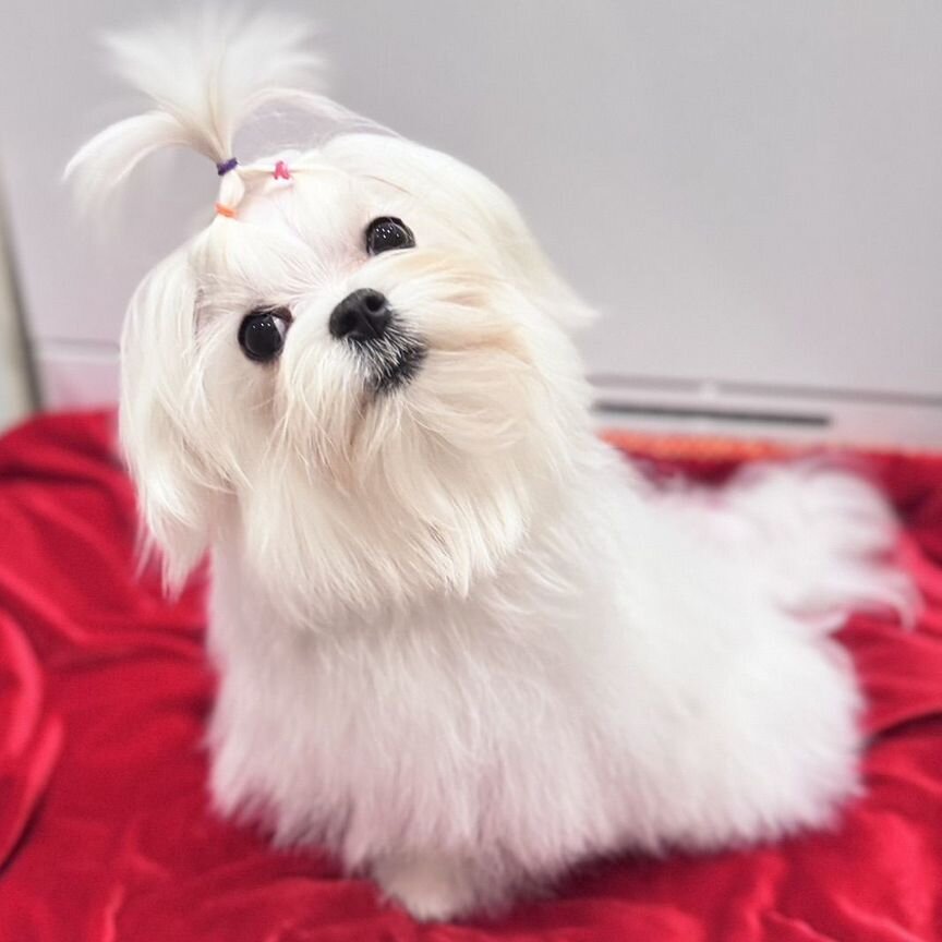 Девочка Мальтезе Корея