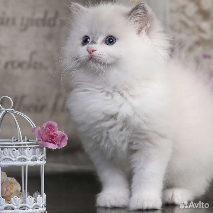 Котята рэгдолл