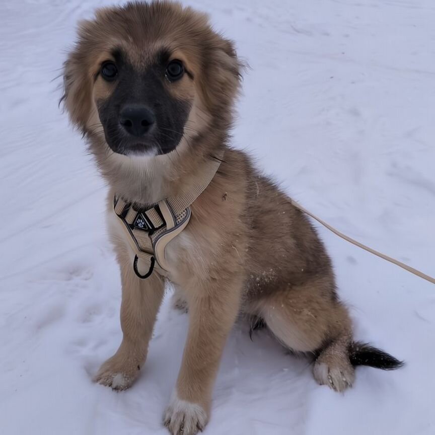 Щенок в добрые руки