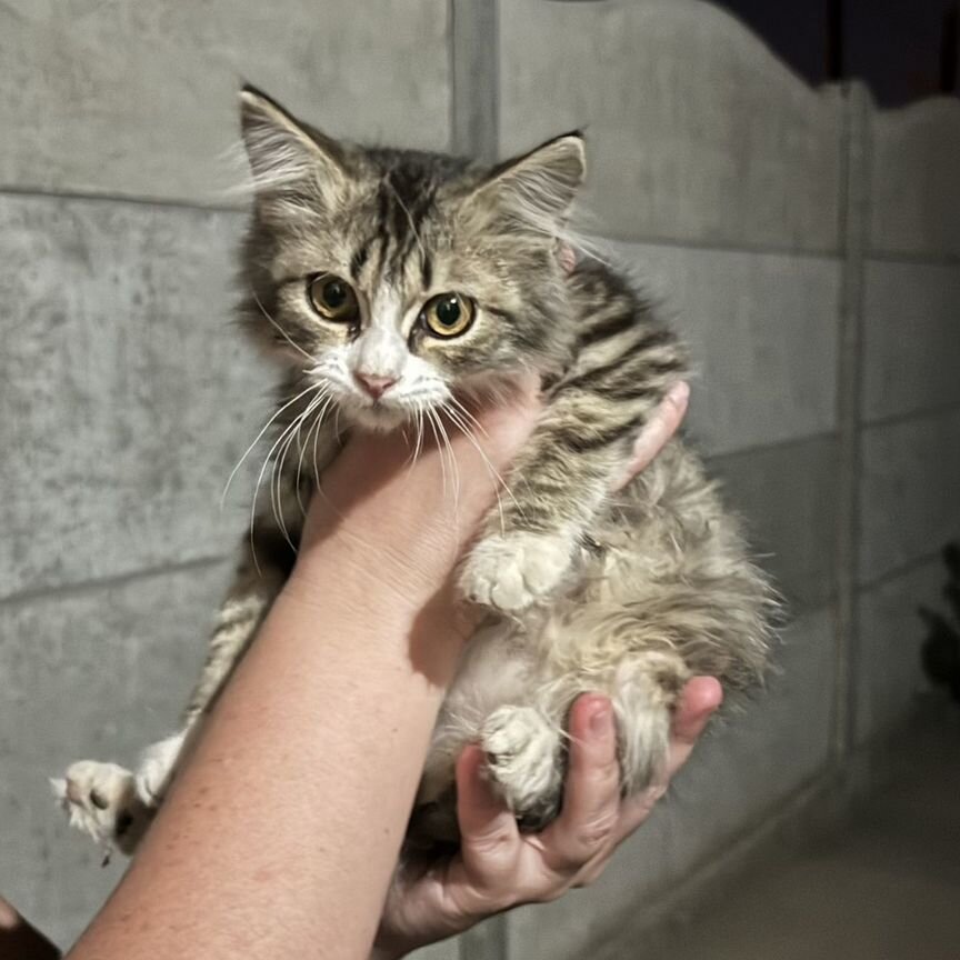 Отдам в добрые руки котенка(мальчик)