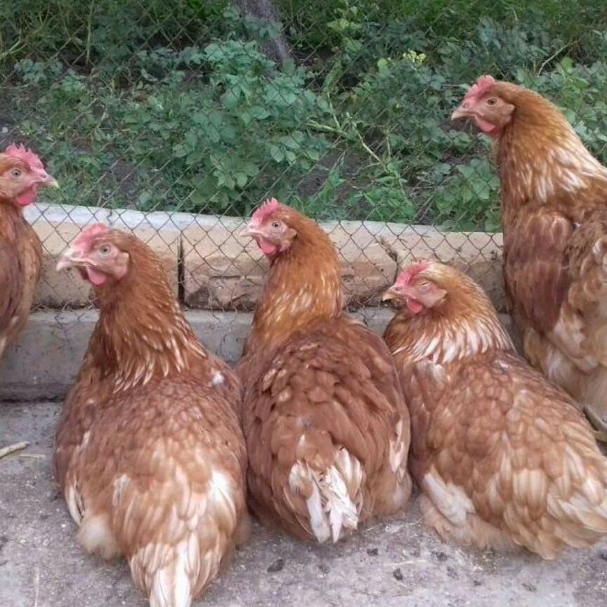 Куры несушки домашние