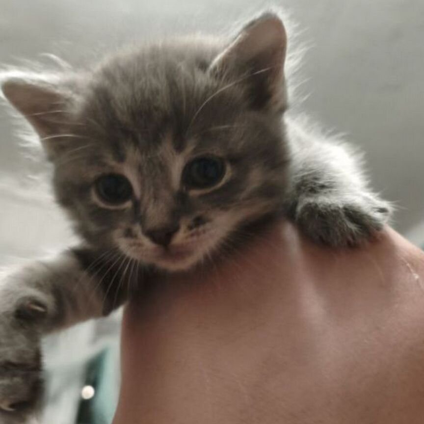 Шотландский вислоухий короткошёрстный котёнок