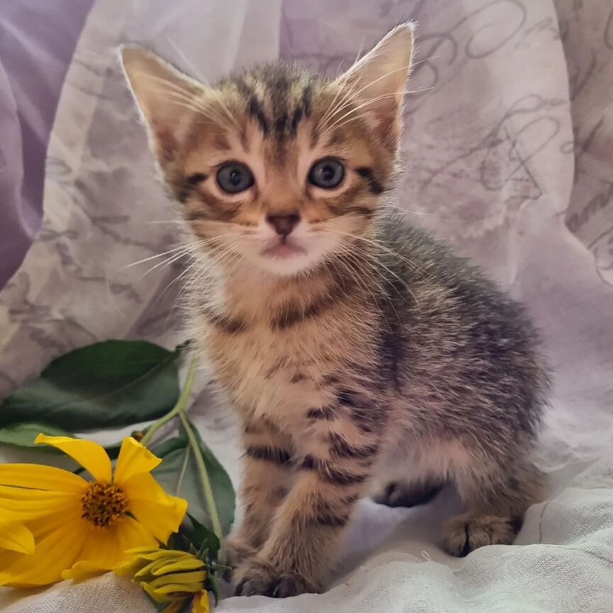 Маленький ласковый котенок от абиссинской кошки