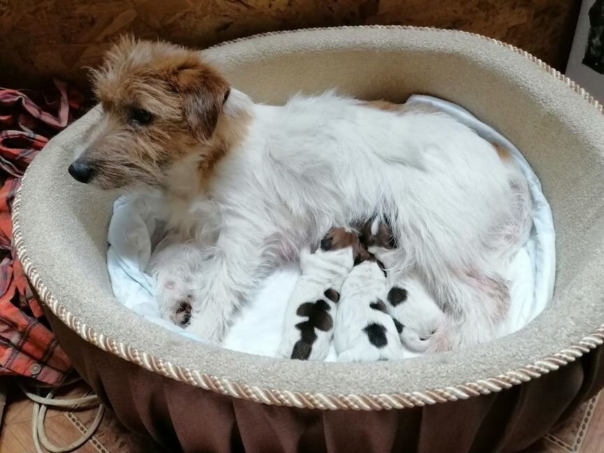 Щенки джек рассел терьер брокен и джойстики