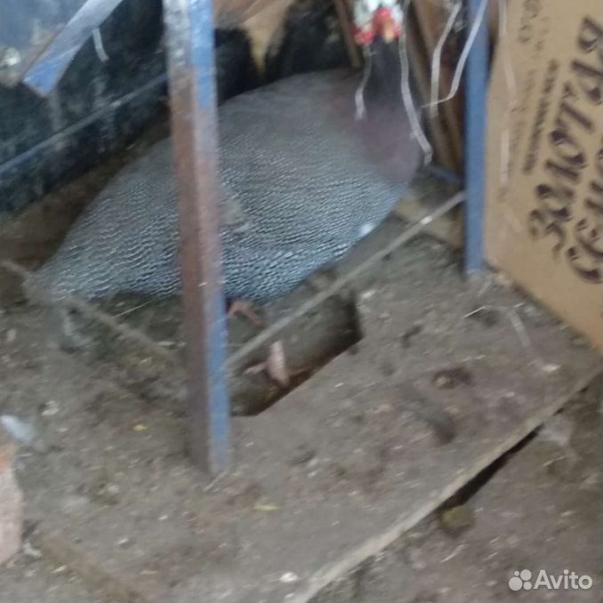 Цецарки 10 месяцев