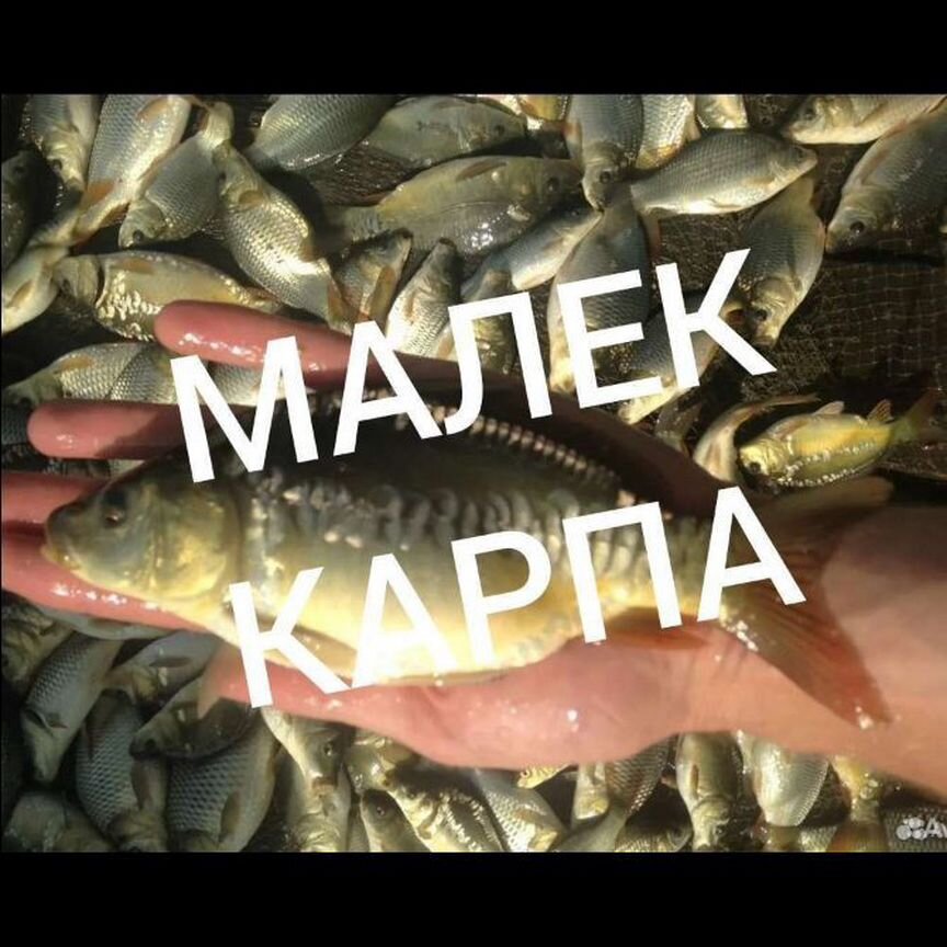 Рыба