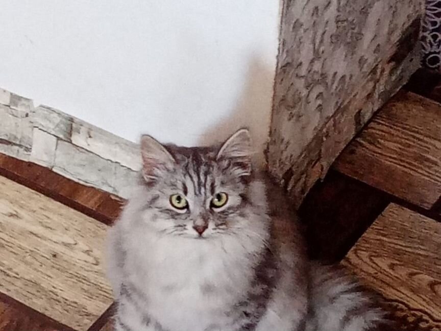 Пепельно-серая, пушистая кошечка-котёнок