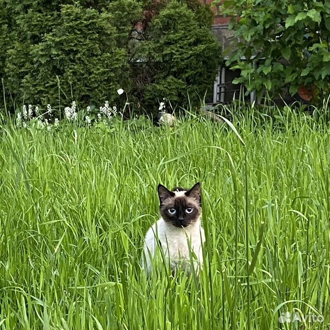 Чистокровные тайские котята