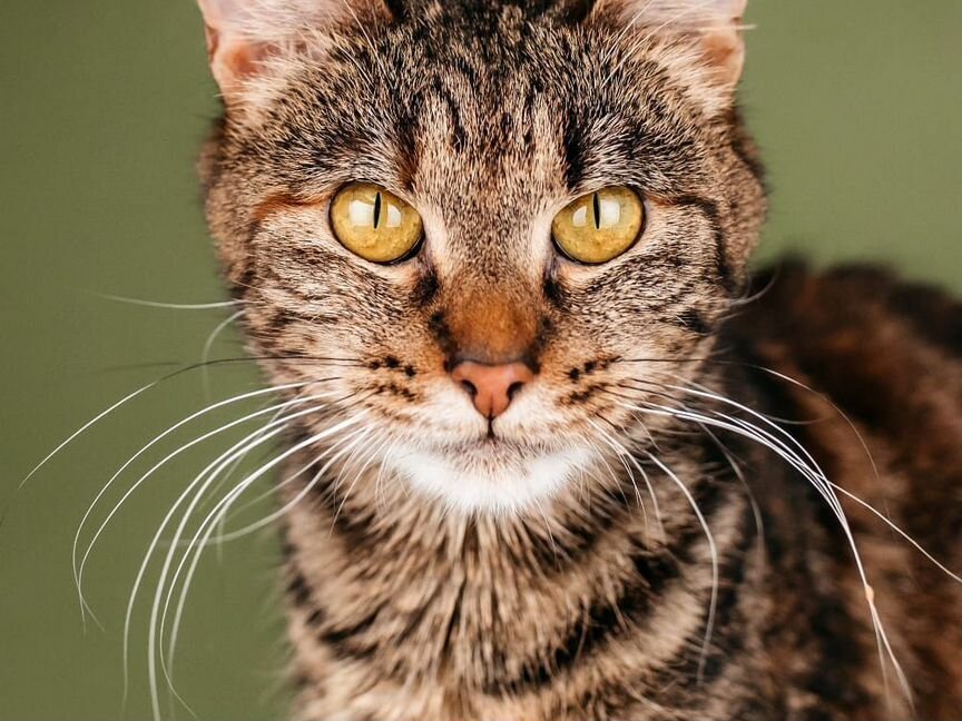 Пестрая кошечка Кася 1 год в пгисках дома