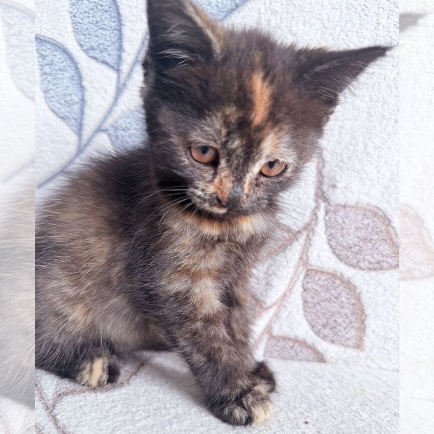 Кошка Вошка