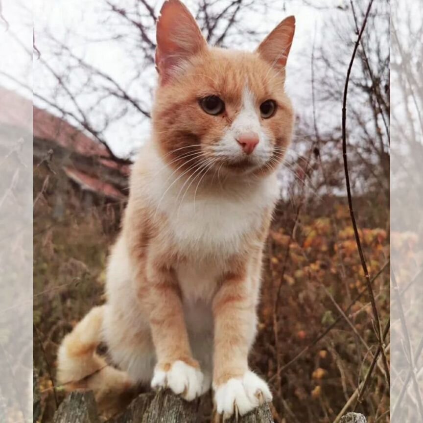 Рыжего кота Хатико бросил хозяин умирать на даче