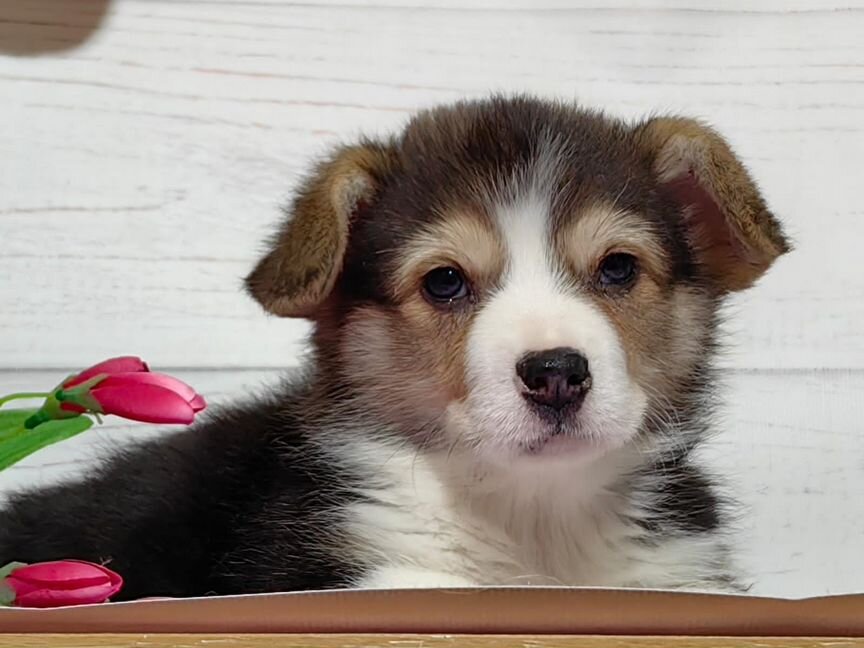 Вельшкорги