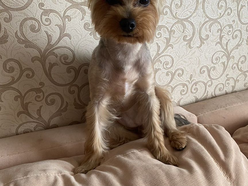 Йоркширский терьер