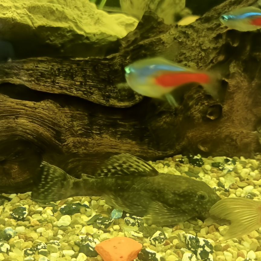 Сомики анцитрусов, 3-6 см