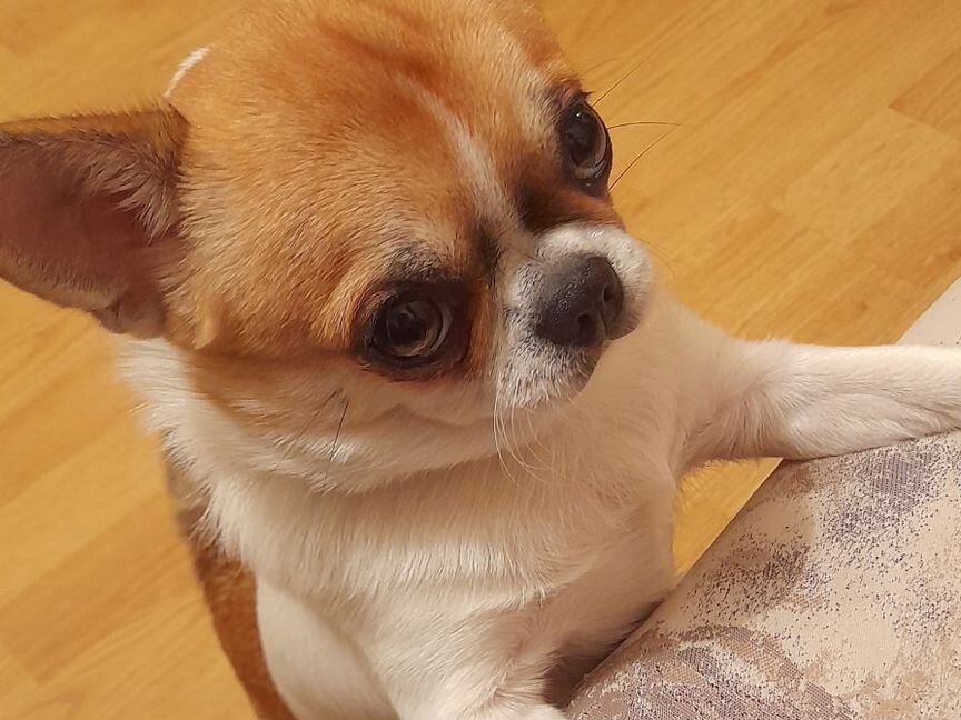 Кобелек ищет невесту для вязки