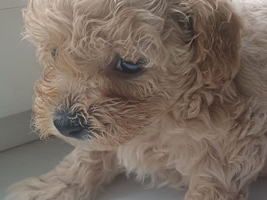 Чудо мальтипу мини