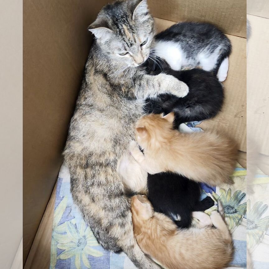 Котёнок в добрые руки
