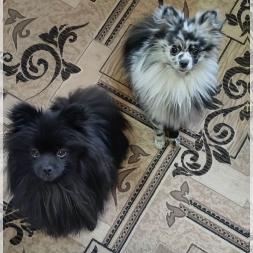 Померанский шпиц, взрослая собака