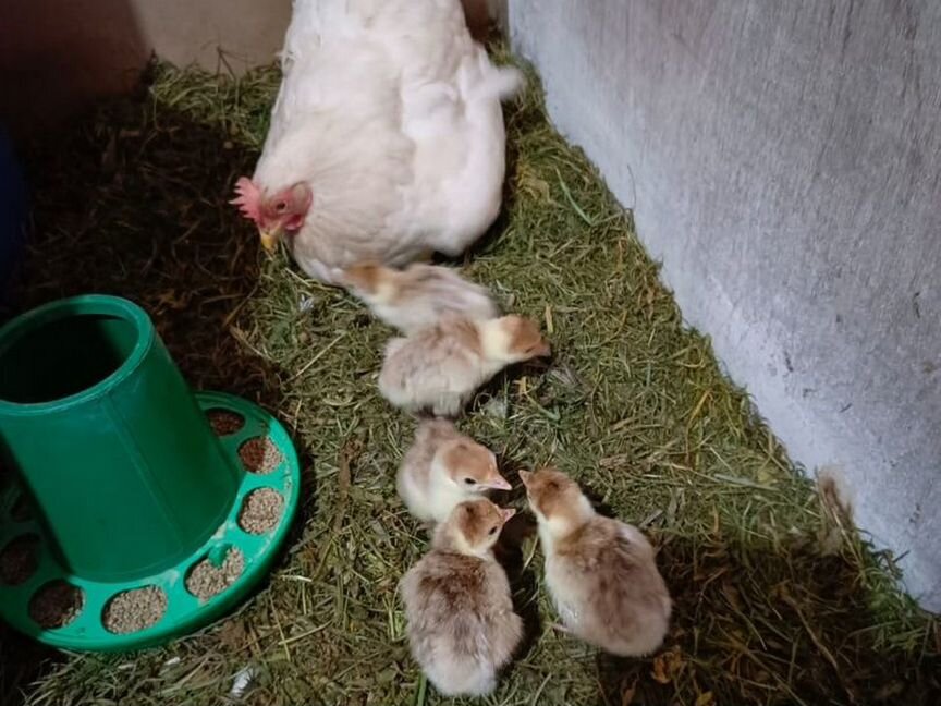 Продам куруху с индюшатами