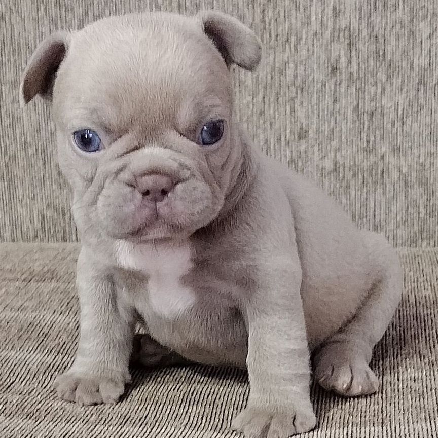 Изабелла, лилак щенки французского бульд