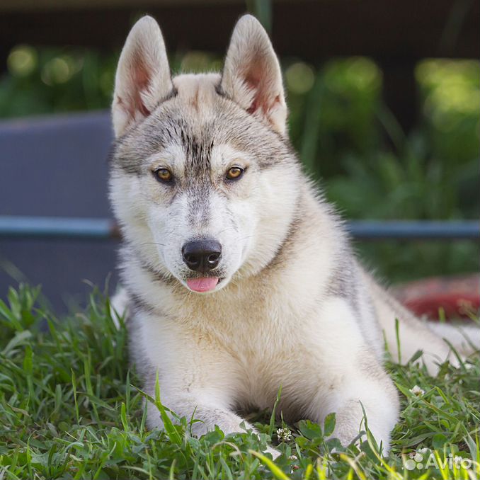 Сибирский хаски щенок мальчик