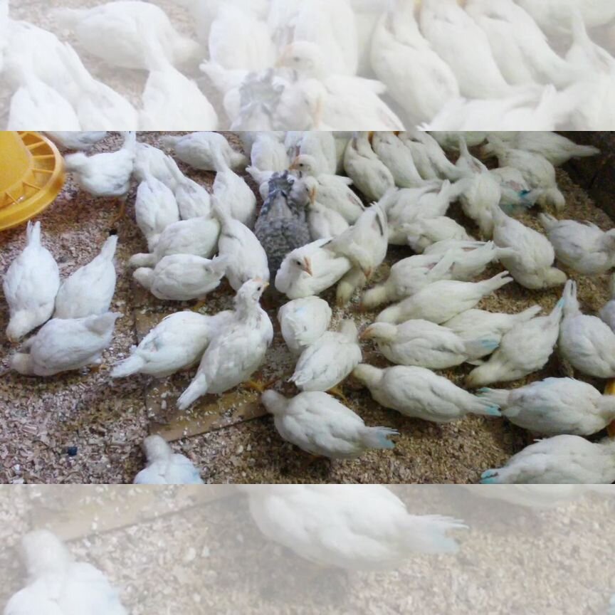 Куры молодки несушки