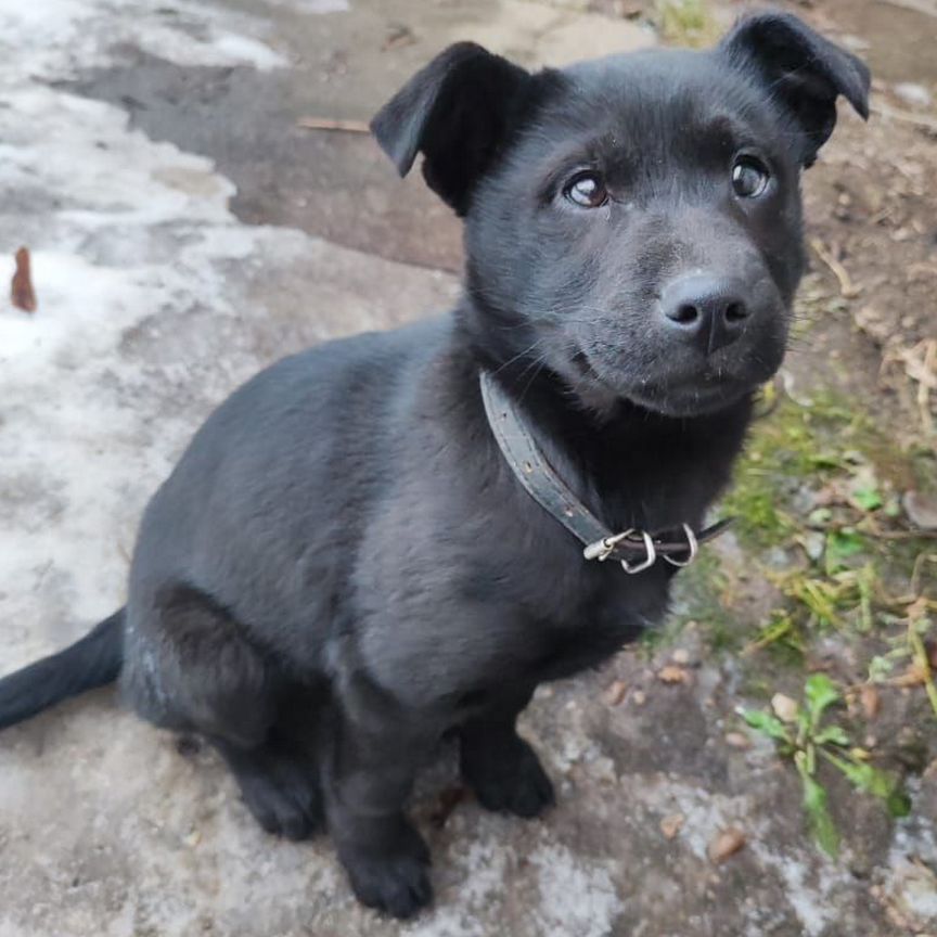 Отдам щенка