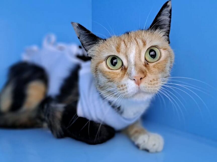 Кошечка Алиша прекрасная царица