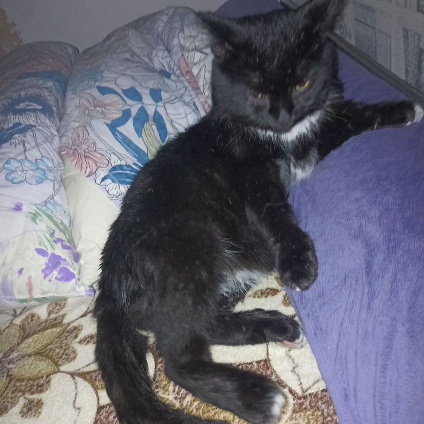 Кот