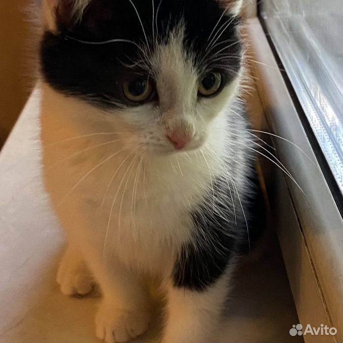 Малышка котодевочка Пэппи 2,5 месяца с добрые руки