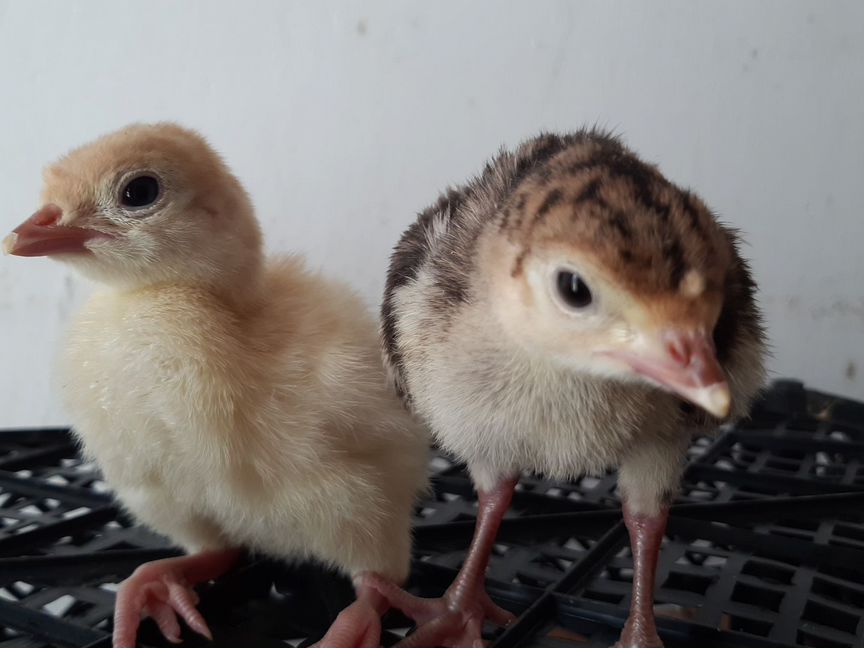 Продажа индюшат в с.Обильное