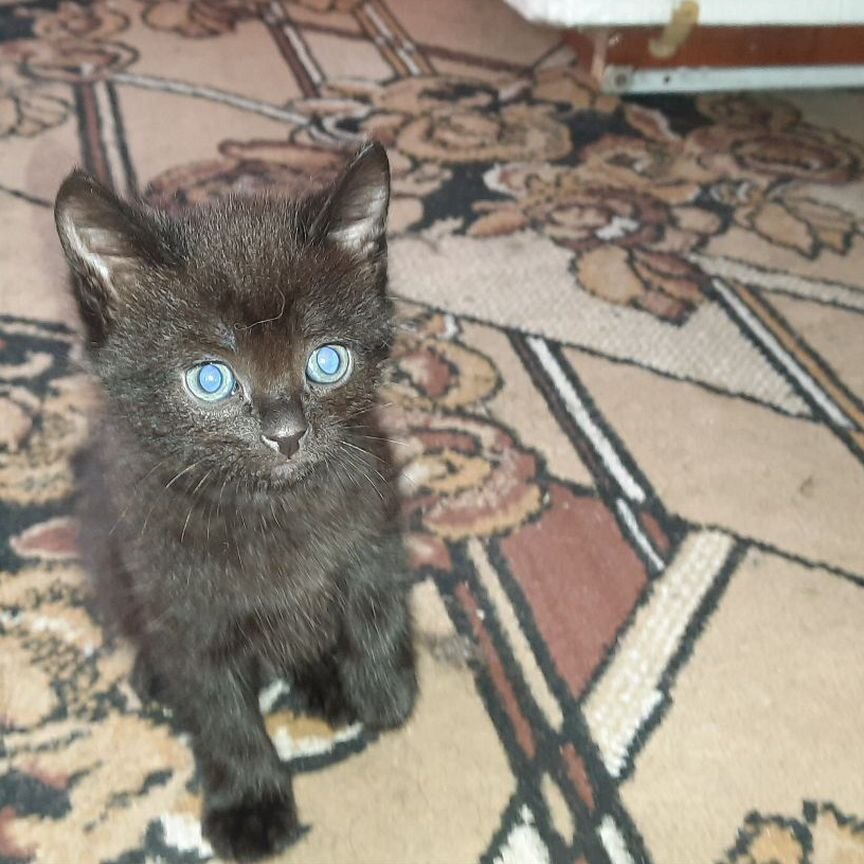 2 кота и 1 кошка