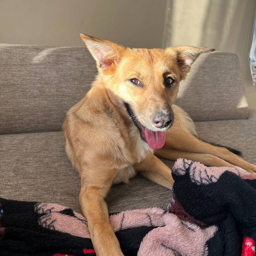 Щенок в добрые руки бесплатно маленькая порода