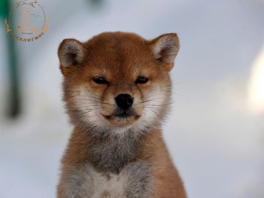 Девочка сиба для семьи и выставок