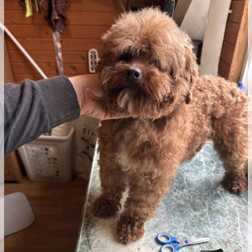 Той-пудель, щенок