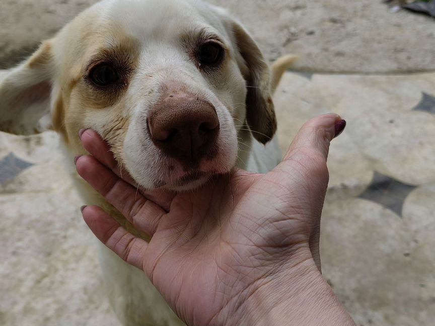 Собака в добрые руки отдам бесплатно