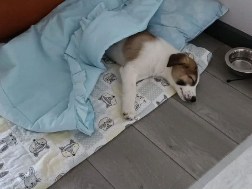 Щенок ищет дом