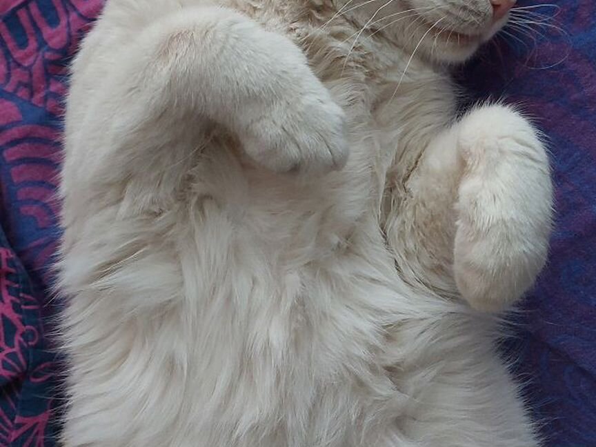 Кот Макс в добрые руки