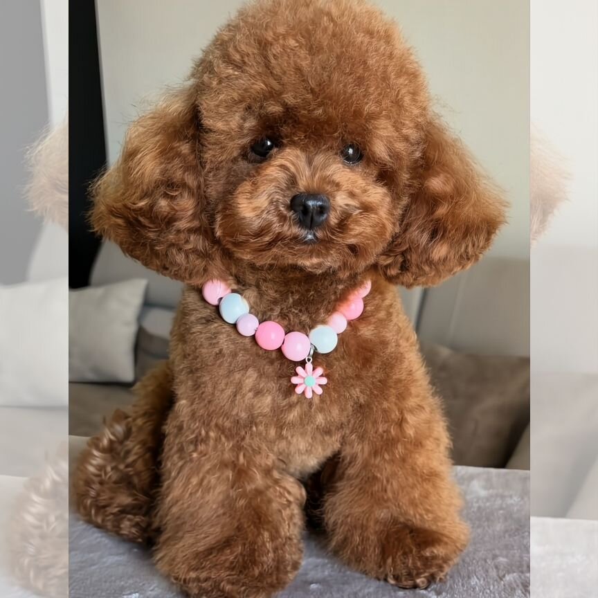 Той-пудель, щенок