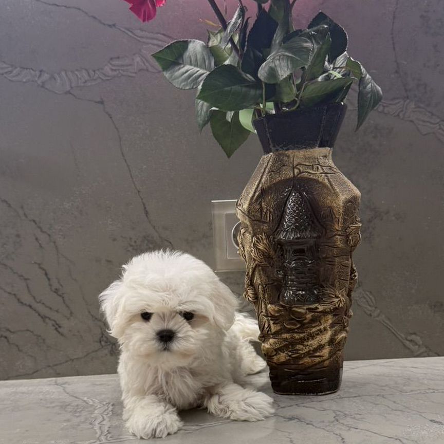 Мальтипу, щенок