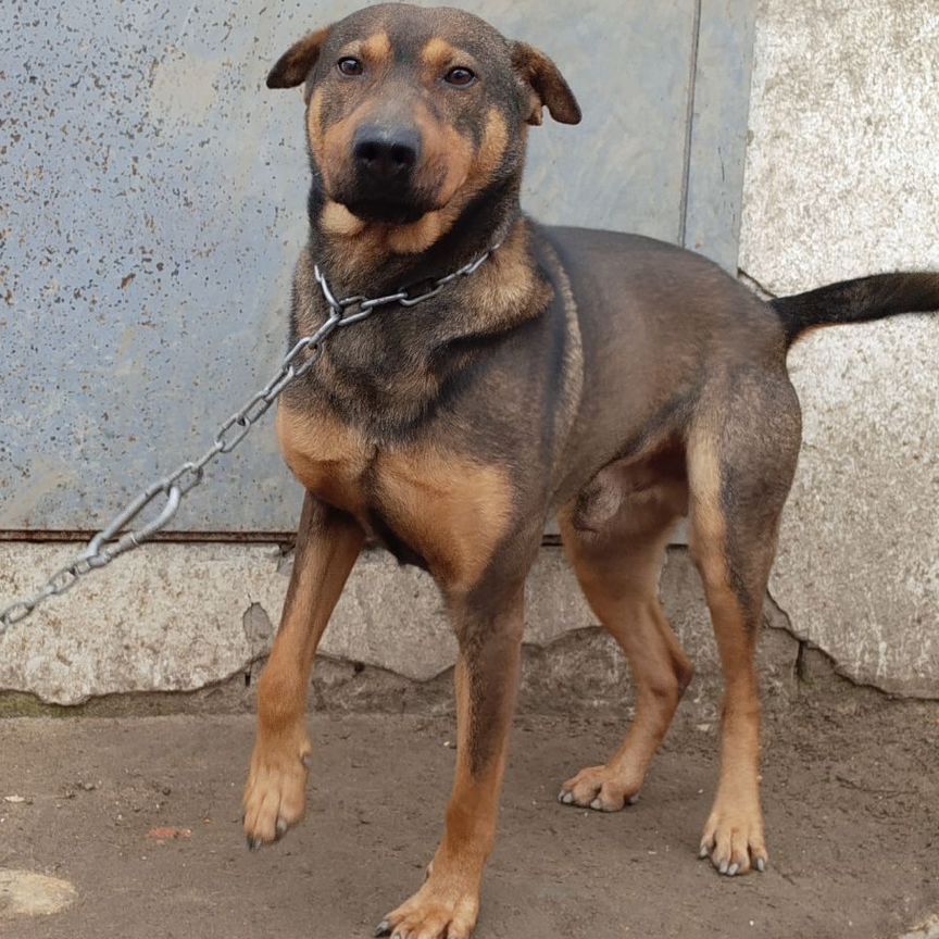 Взрослая собака от частного владельца