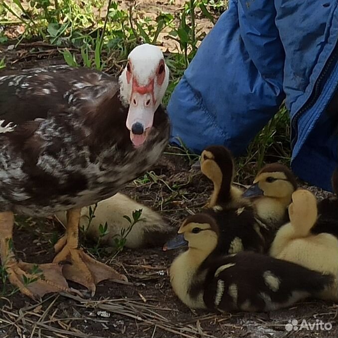 Идоутята разного возраста