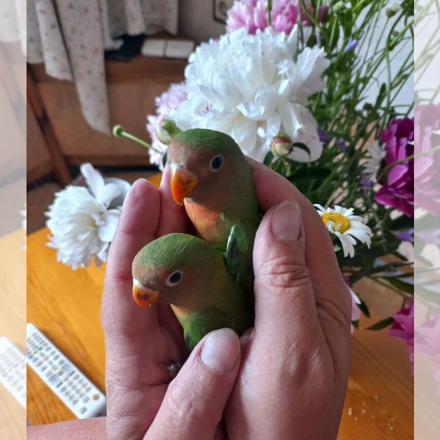 Попугай