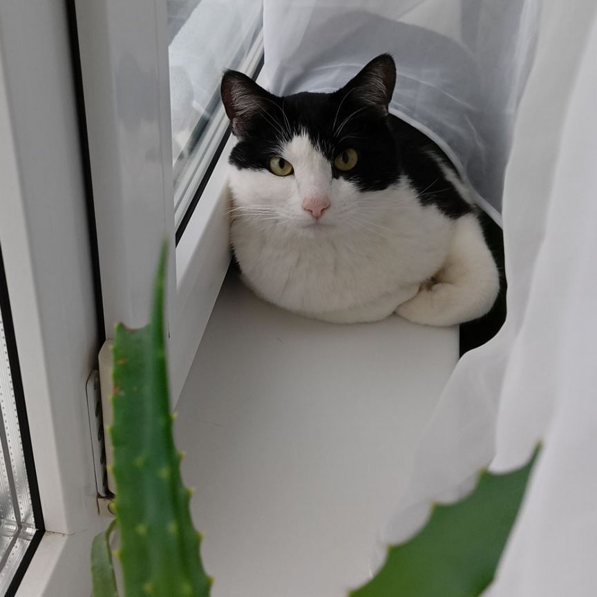 Взрослый кот в добрые руки