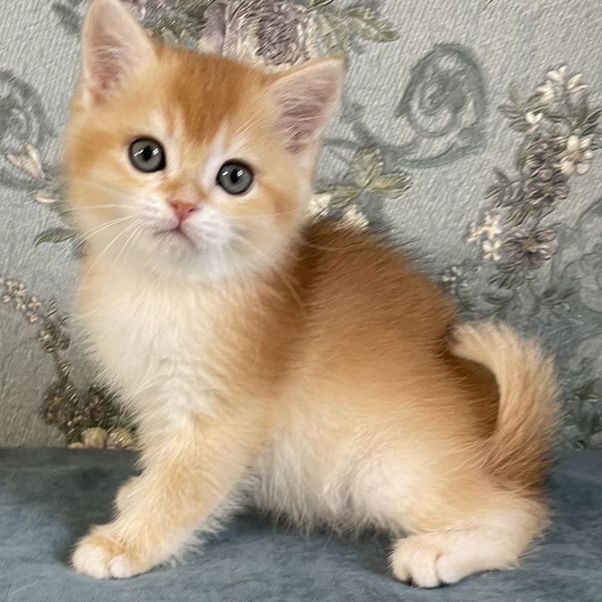 Британские котята золотая шиншилла