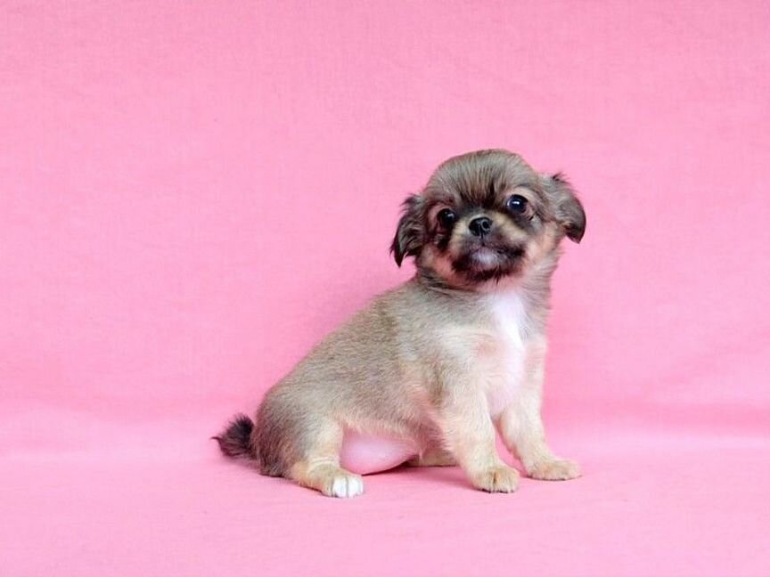 Девочка длинношерстная