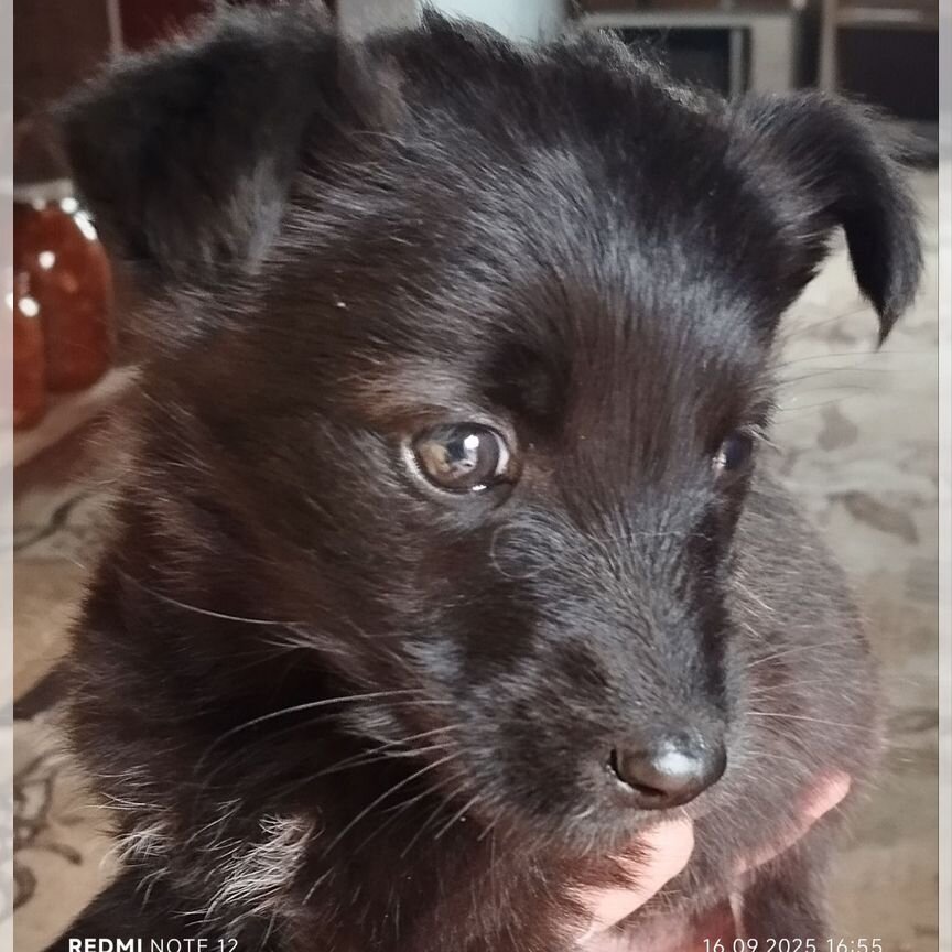 Щенок в добрые руки