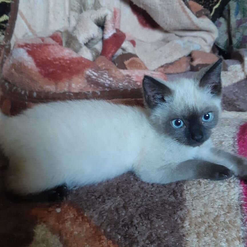 Котенок мальчик